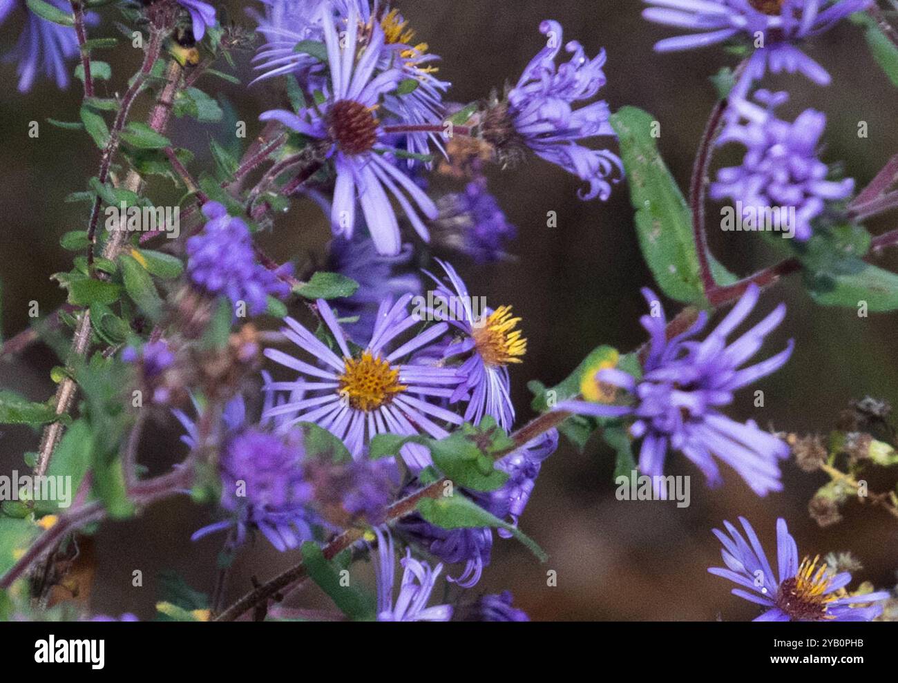 New England aster (Symphyotrichum novae-angliae) Plantae Stock Photo ...