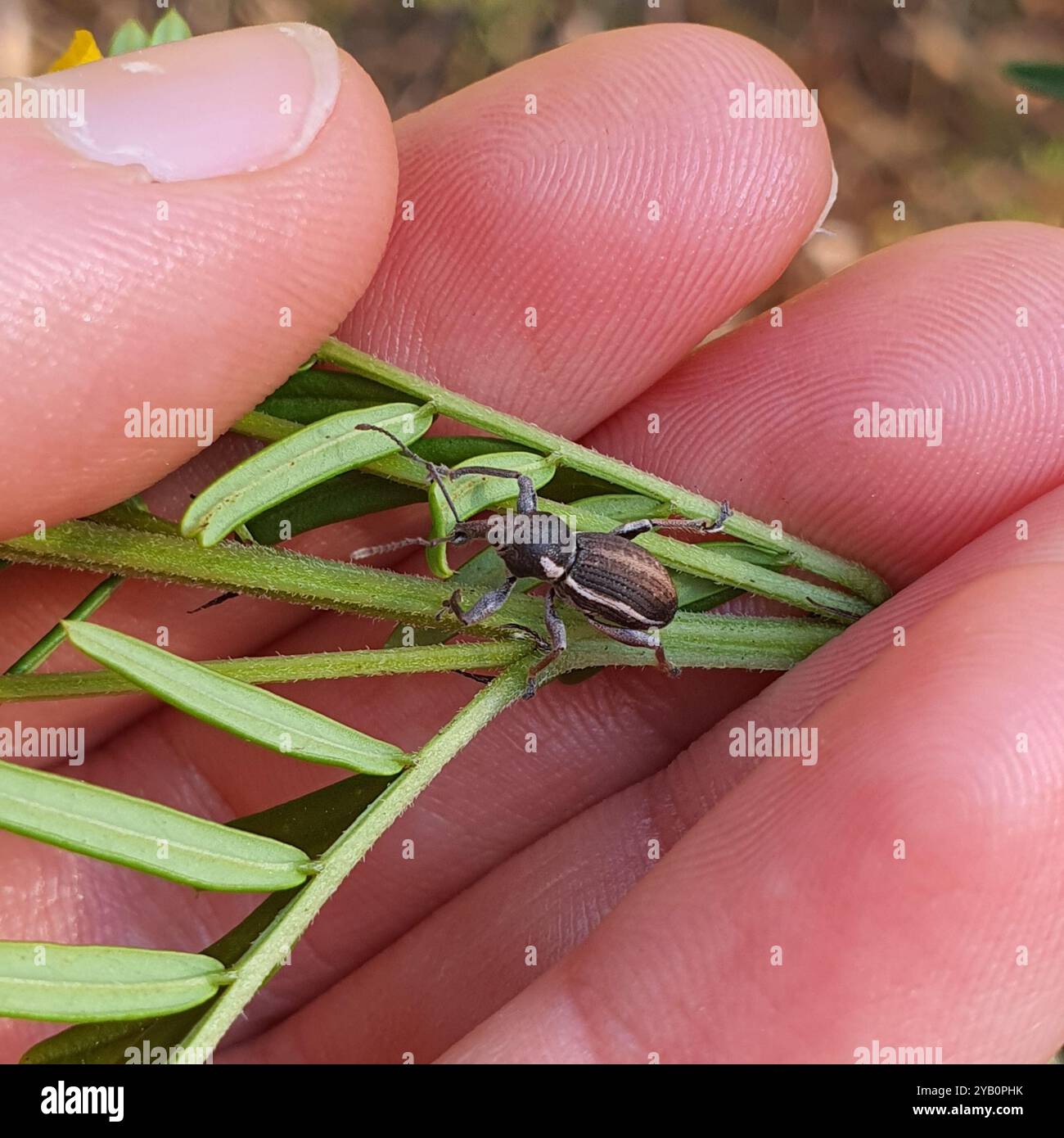 White-striped Weevil (Perperus lateralis) Insecta Stock Photo - Alamy