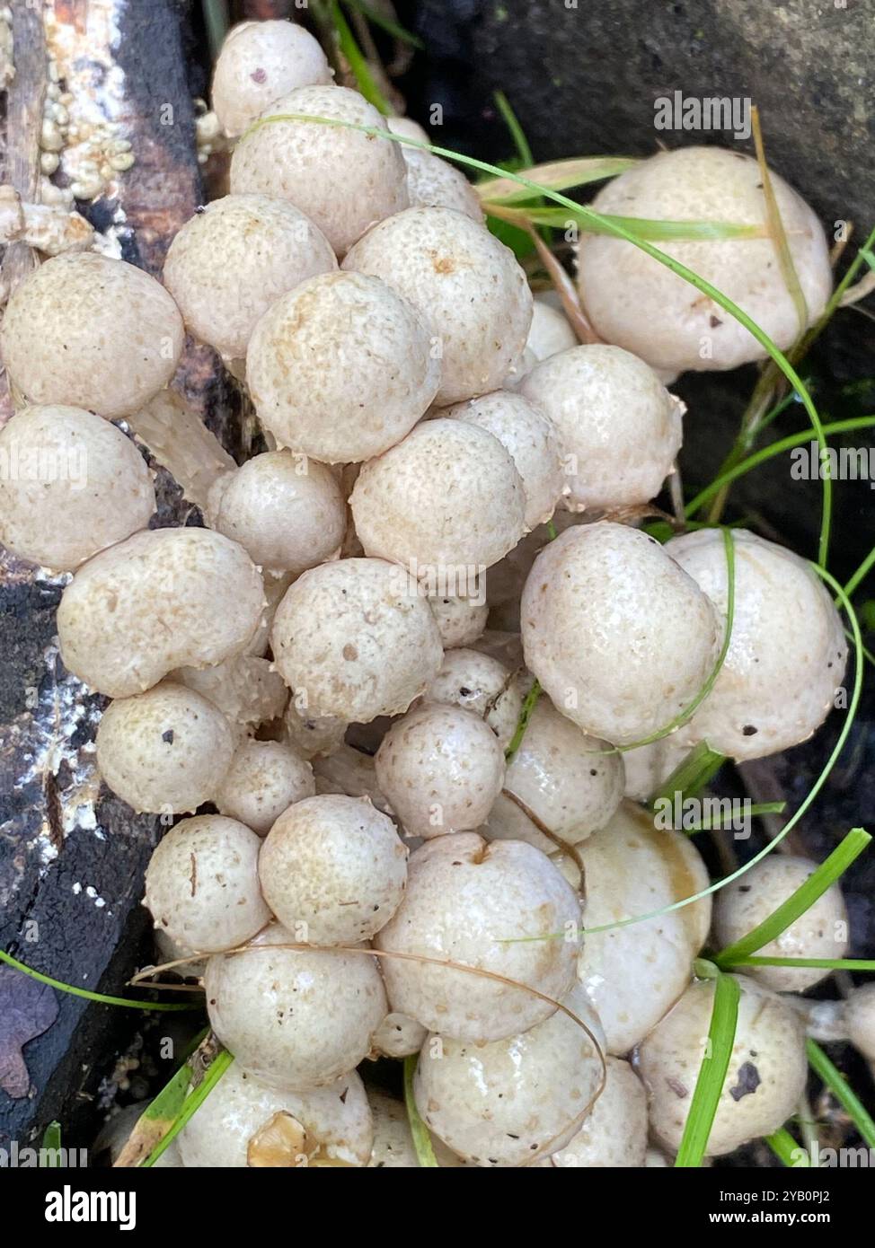 sticky scalycap (Pholiota gummosa) Fungi Stock Photo - Alamy
