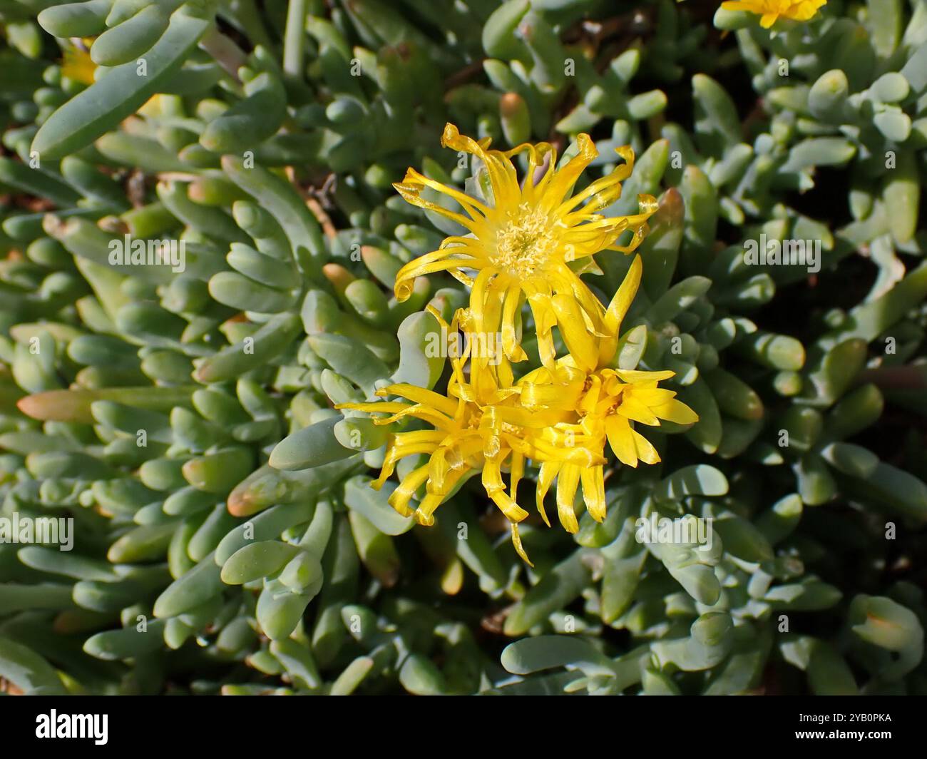 rocky point ice plant (Malephora lutea) Plantae Stock Photo - Alamy