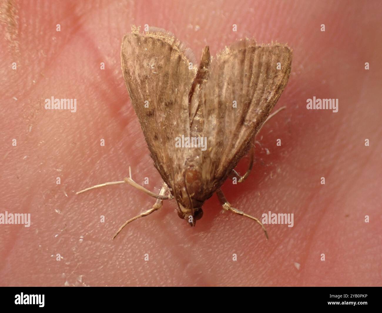 Grass Webworm Moth (Herpetogramma licarsisalis) Insecta Stock Photo - Alamy