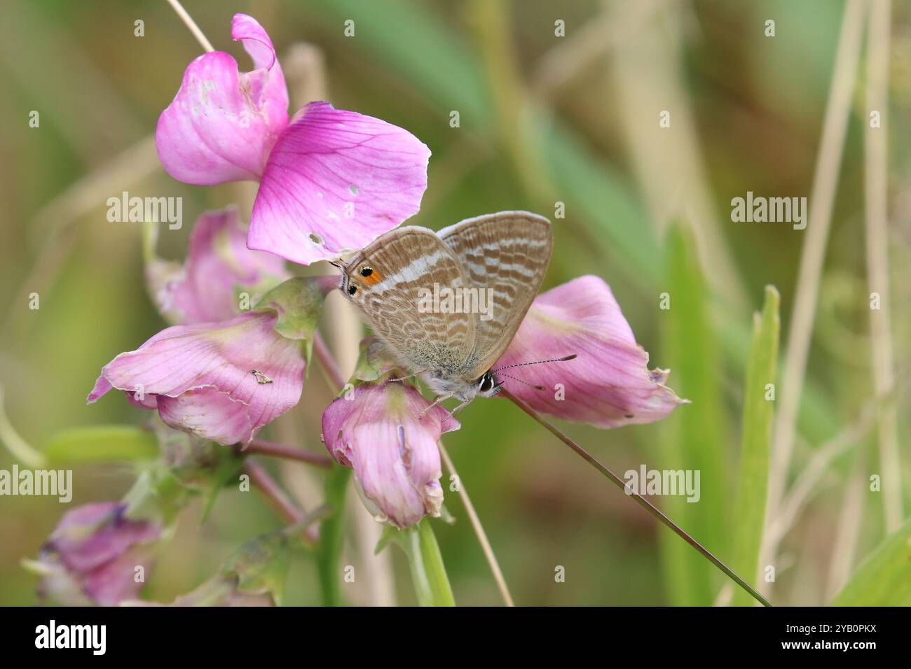 Long-tailed Blue or Pea Blue Butterfly male - Lampides boeticus Stock ...
