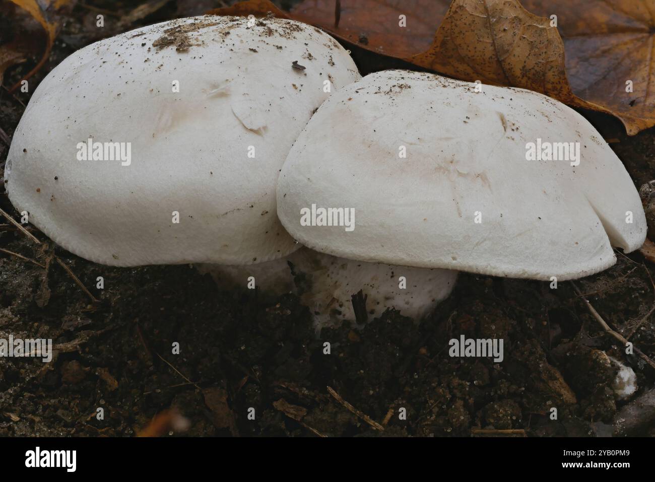 robust clitocybe (Clitocybe robusta) Fungi Stock Photo - Alamy