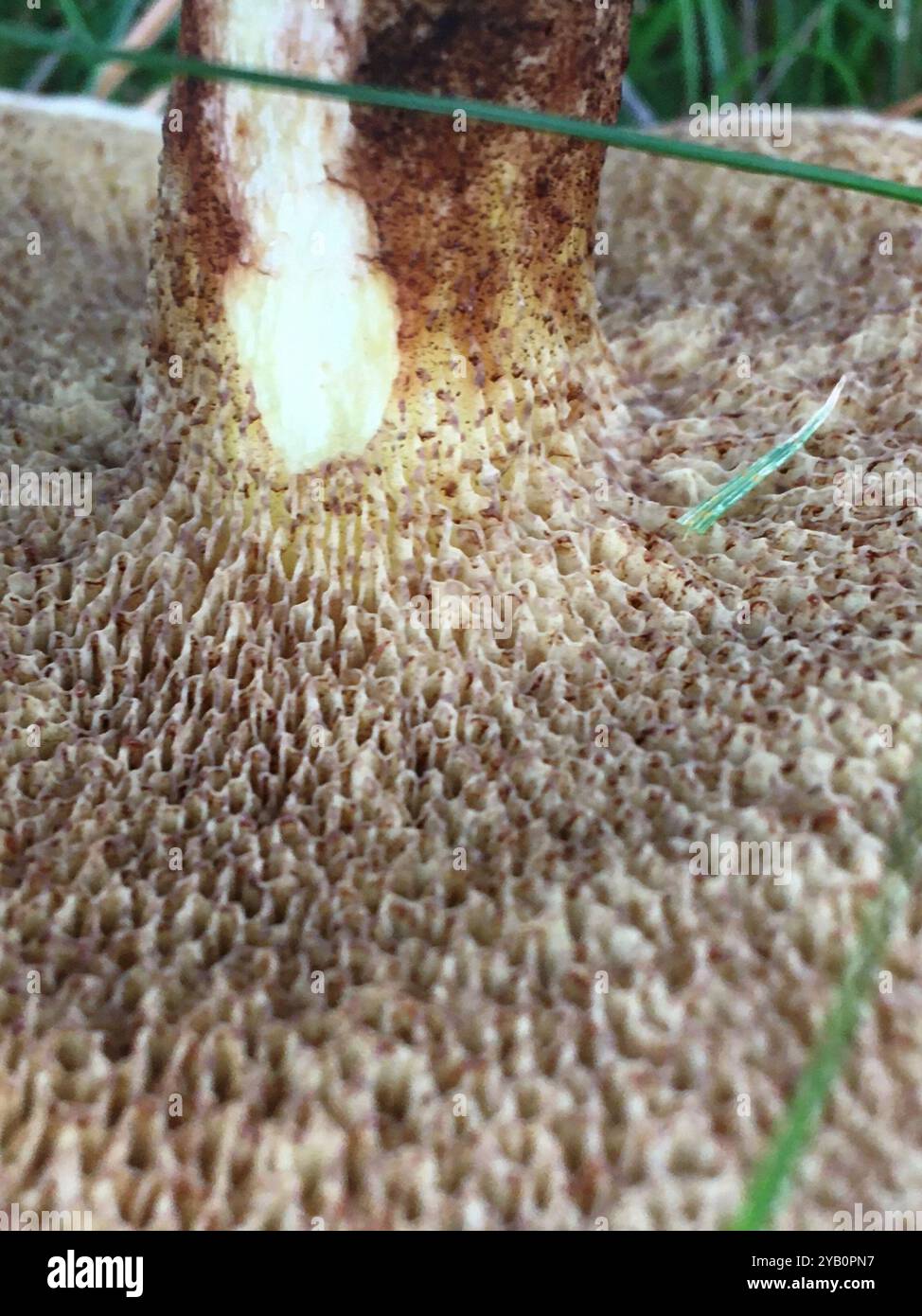 Butterball (Suillus weaverae) Fungi Stock Photo - Alamy