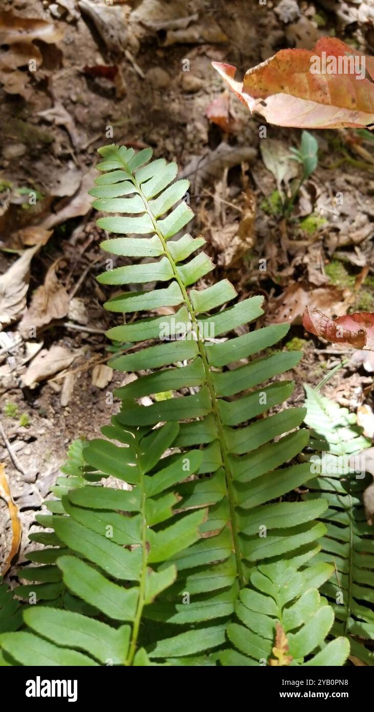 Christmas fern (Polystichum acrostichoides) Plantae Stock Photo - Alamy