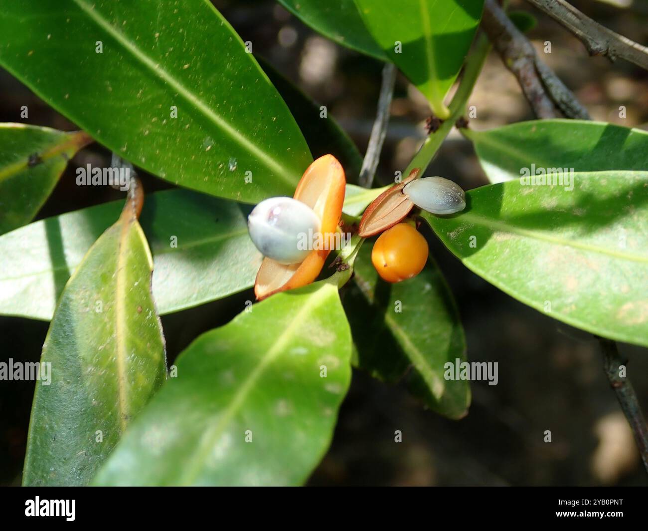 (Maytenus chapadensis) Plantae Stock Photo - Alamy
