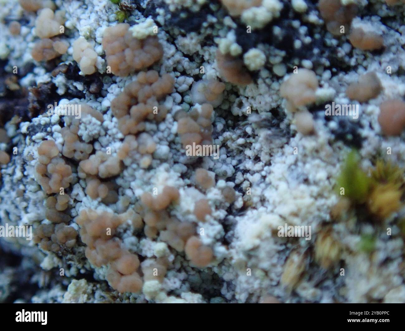 Granular Mottled-disk Lichen (Trapeliopsis granulosa) Fungi Stock Photo ...