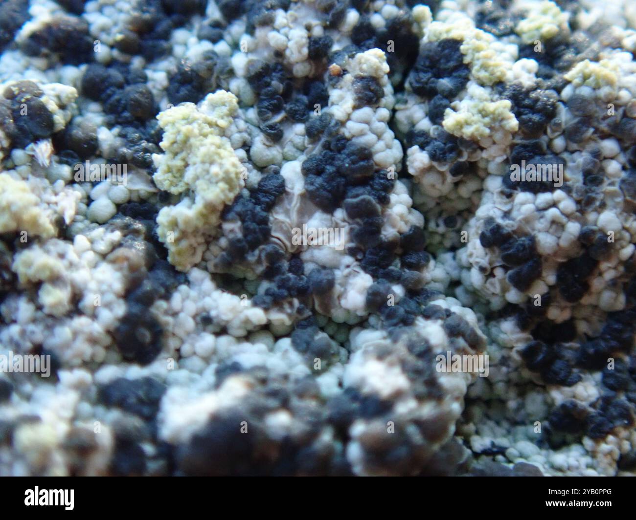 Granular Mottled-disk Lichen (Trapeliopsis granulosa) Fungi Stock Photo ...