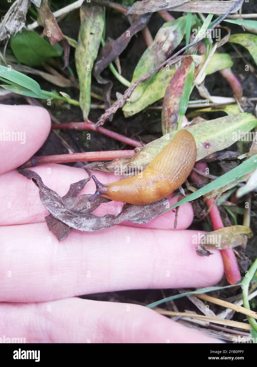 Lemon Slug (Malacolimax tenellus) Mollusca Stock Photo - Alamy