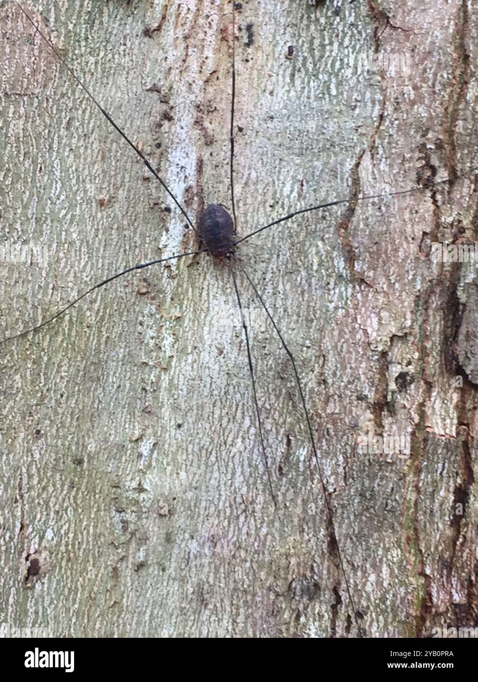 Eastern Harvestman (Leiobunum vittatum) Arachnida Stock Photo - Alamy