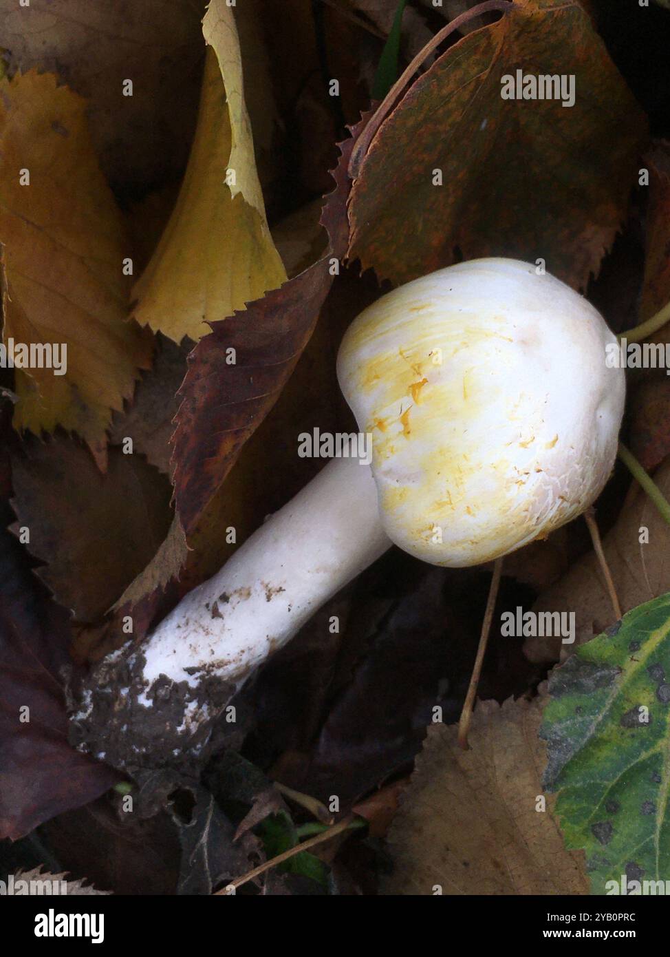 Yellow Stainer (Agaricus xanthodermus) Fungi Stock Photo - Alamy