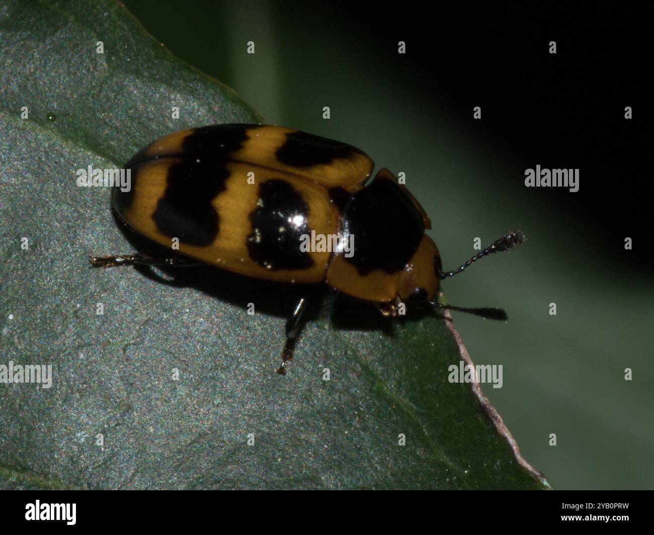 Marginicollis hi-res stock photography and images - Alamy