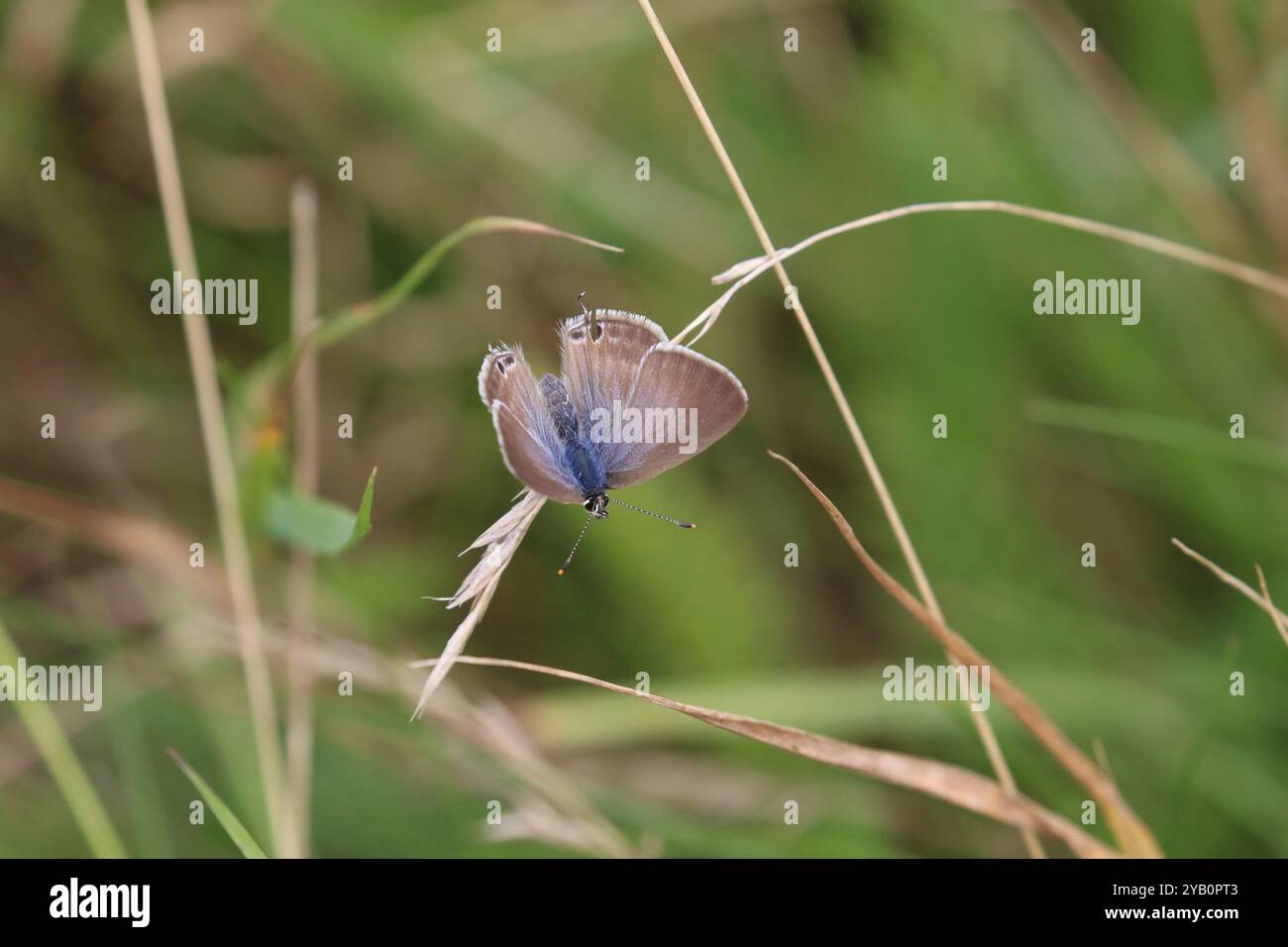 Female blue butterfly resting hi-res stock photography and images - Alamy