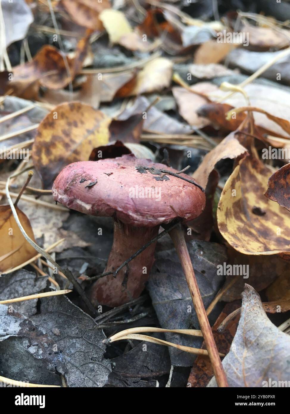 Brownish Chroogomphus (Chroogomphus rutilus) Fungi Stock Photo - Alamy