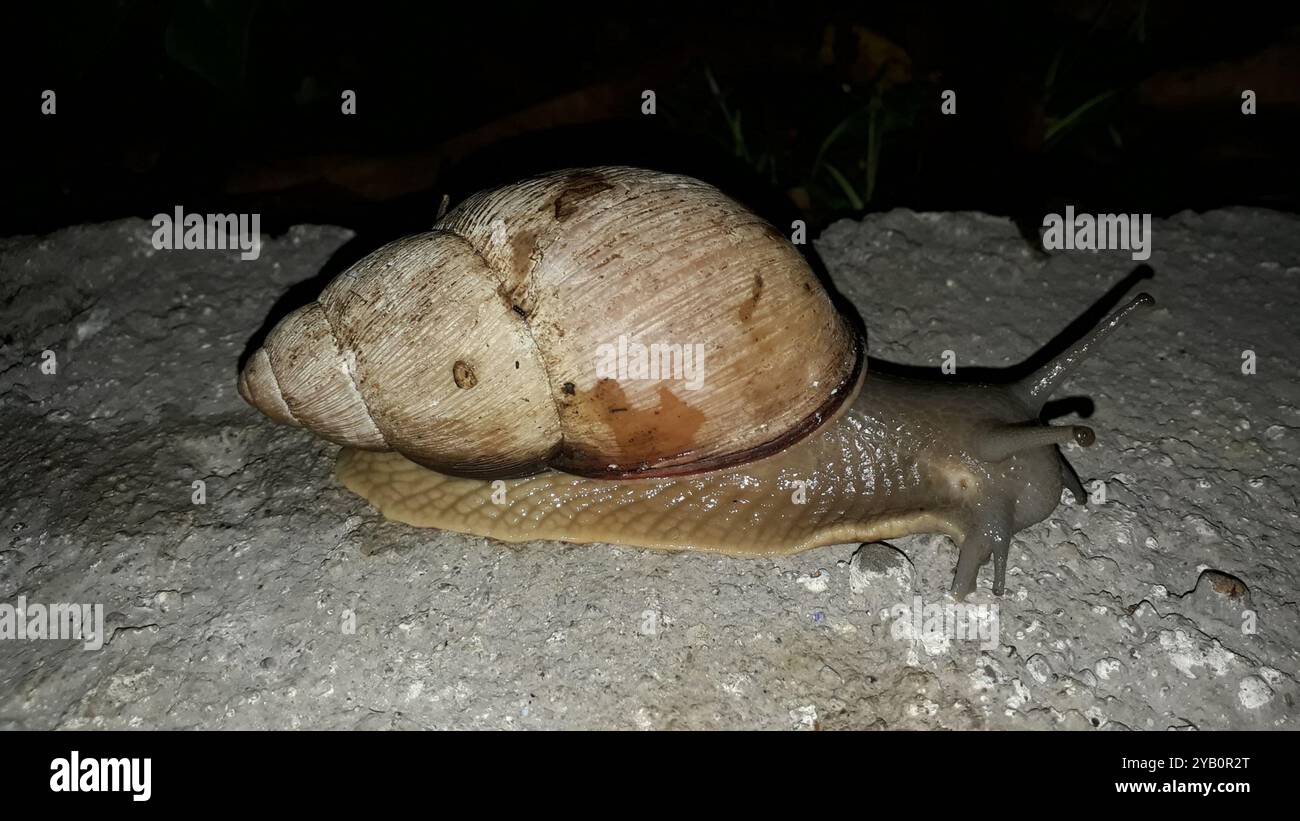 Giant South American Snail (Megalobulimus oblongus) Mollusca Stock ...