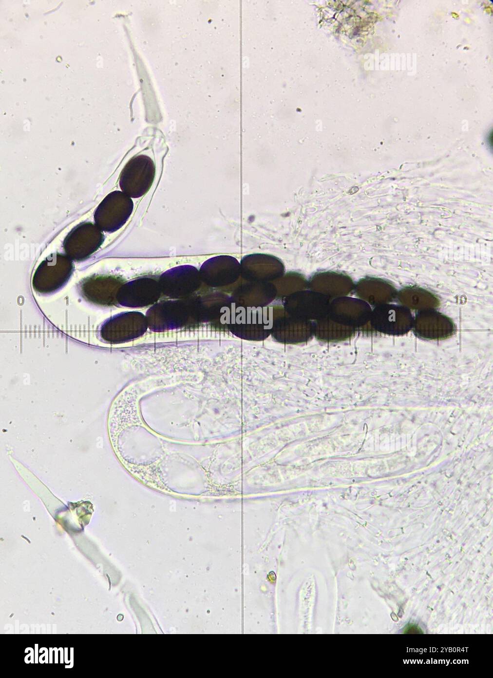 (Preussia longisporopsis) Fungi Stock Photo - Alamy