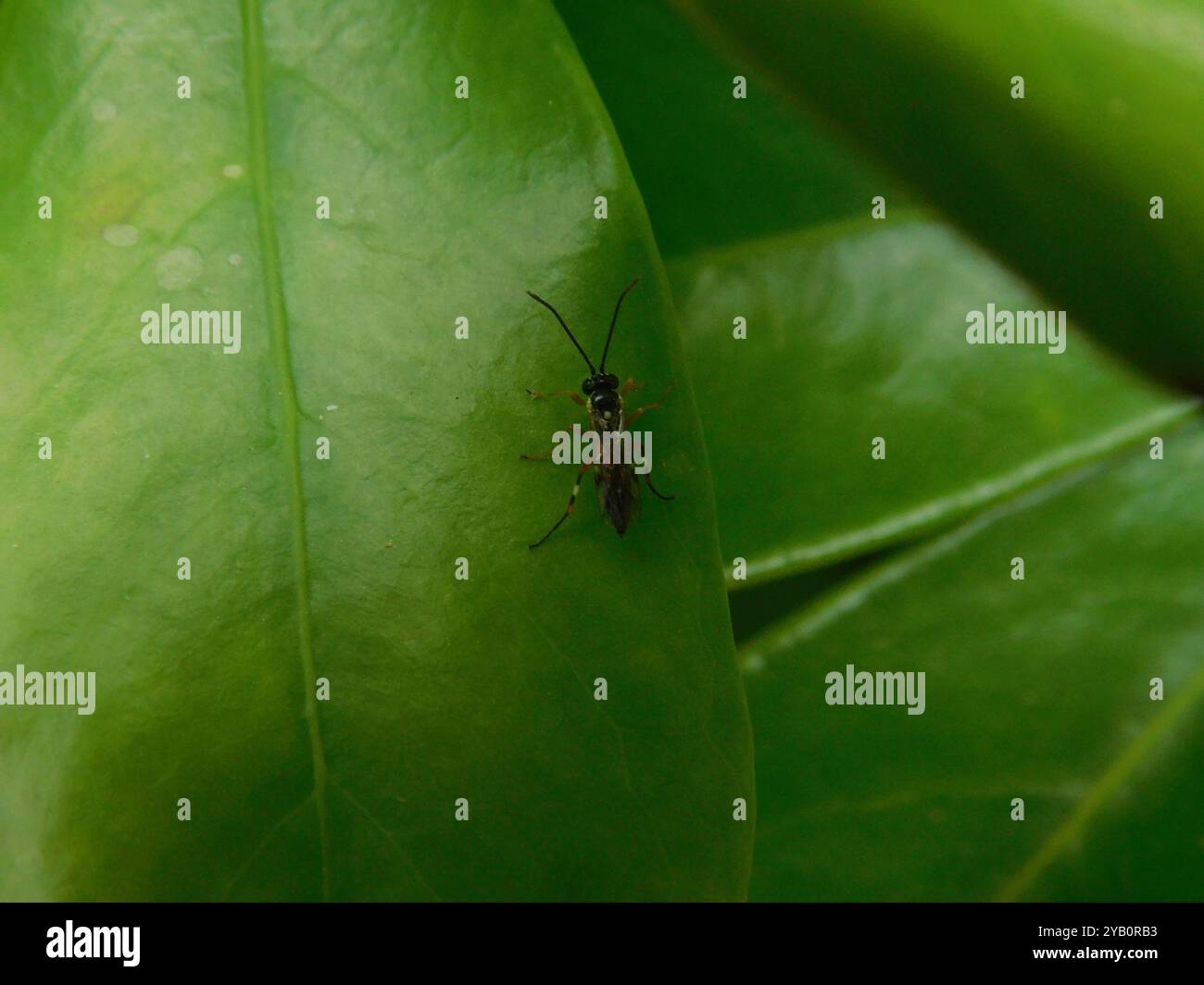 Common Hover Fly Parasitoid Wasp (Diplazon laetatorius) Insecta Stock ...