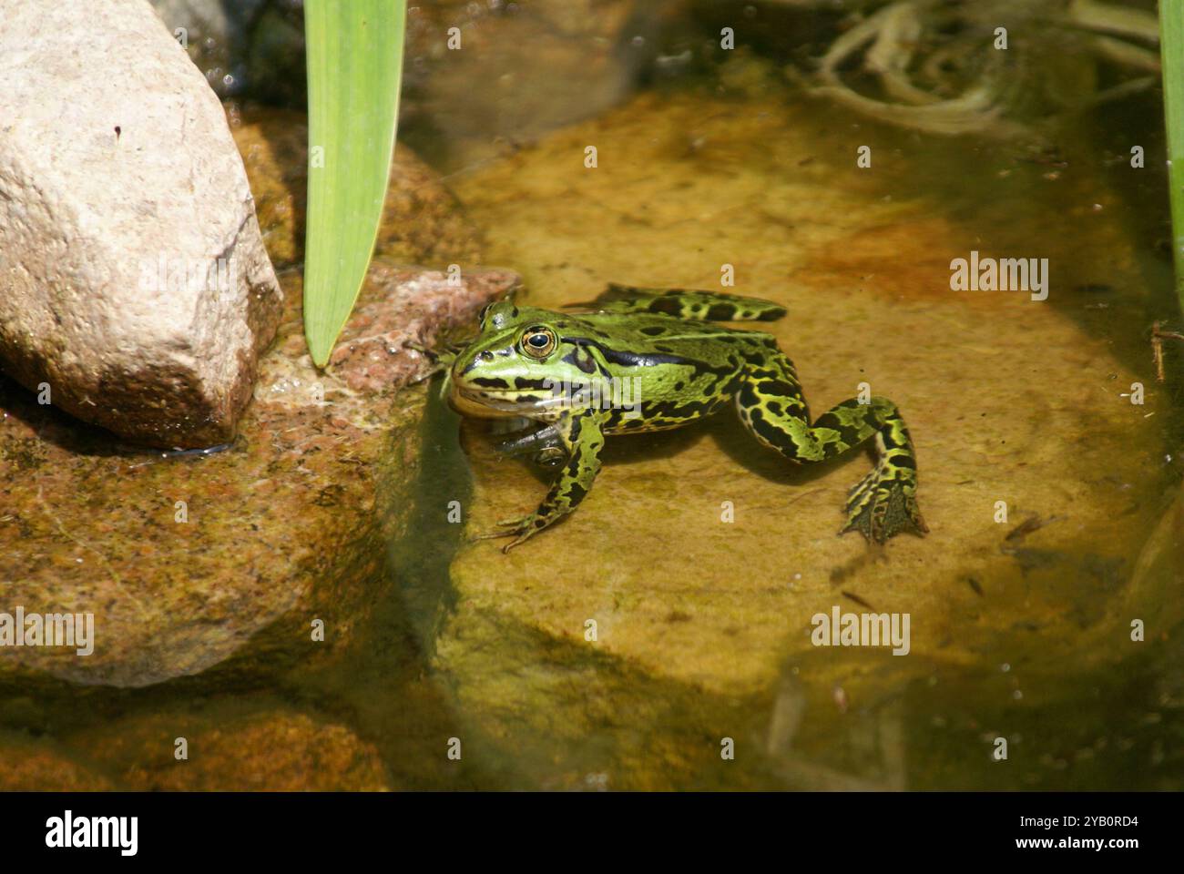 Water Frogs (Pelophylax) Amphibia Stock Photo - Alamy