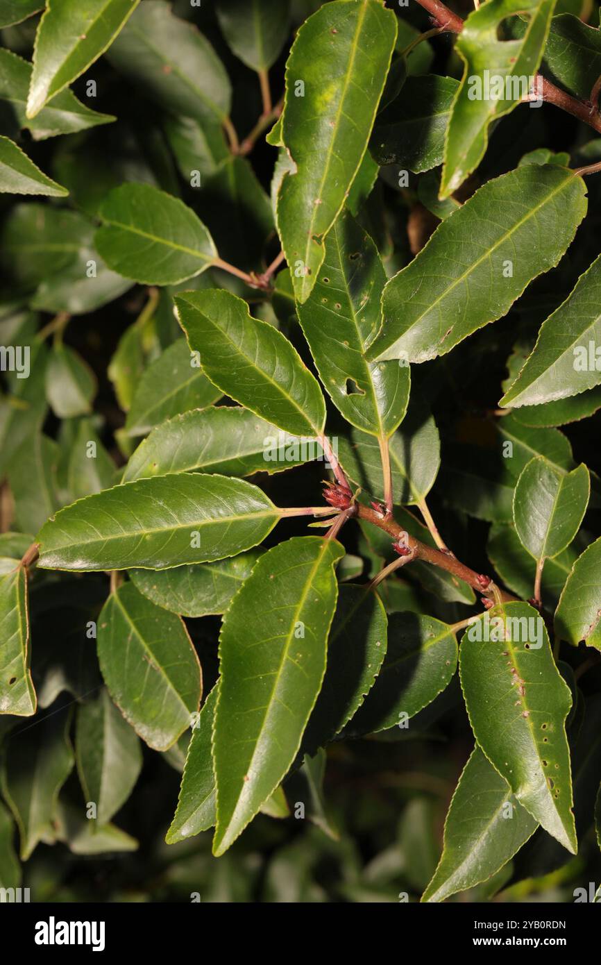 Portuguese laurel (Prunus lusitanica) Plantae Stock Photo - Alamy