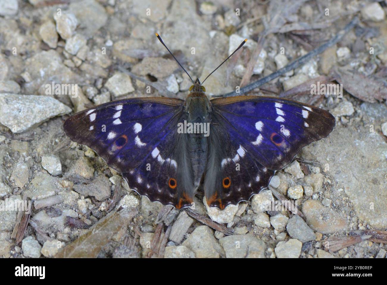 Lesser Purple Emperor (Apatura ilia) Insecta Stock Photo - Alamy