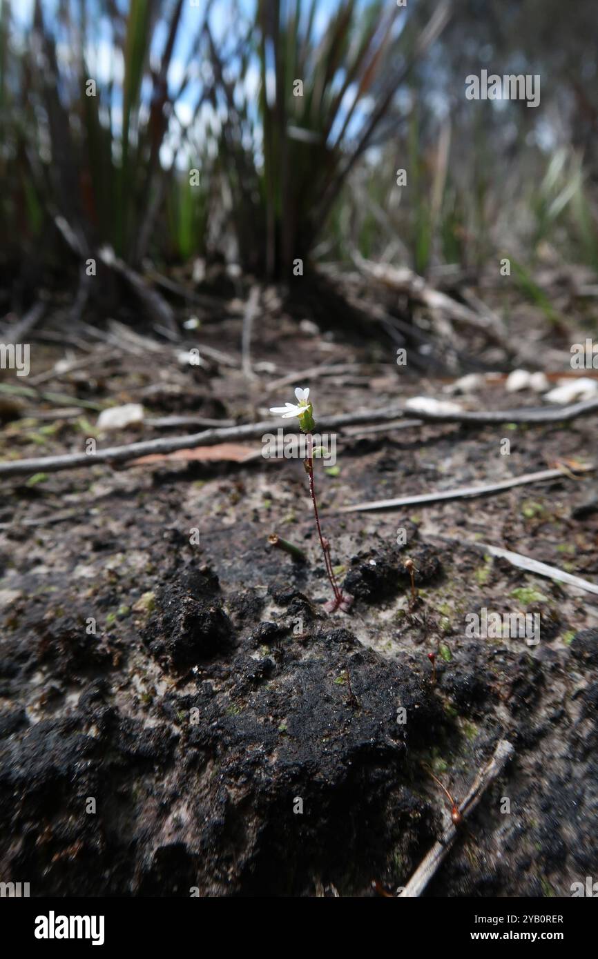 Tiny Triggerplant (Stylidium perpusillum) Plantae Stock Photo - Alamy