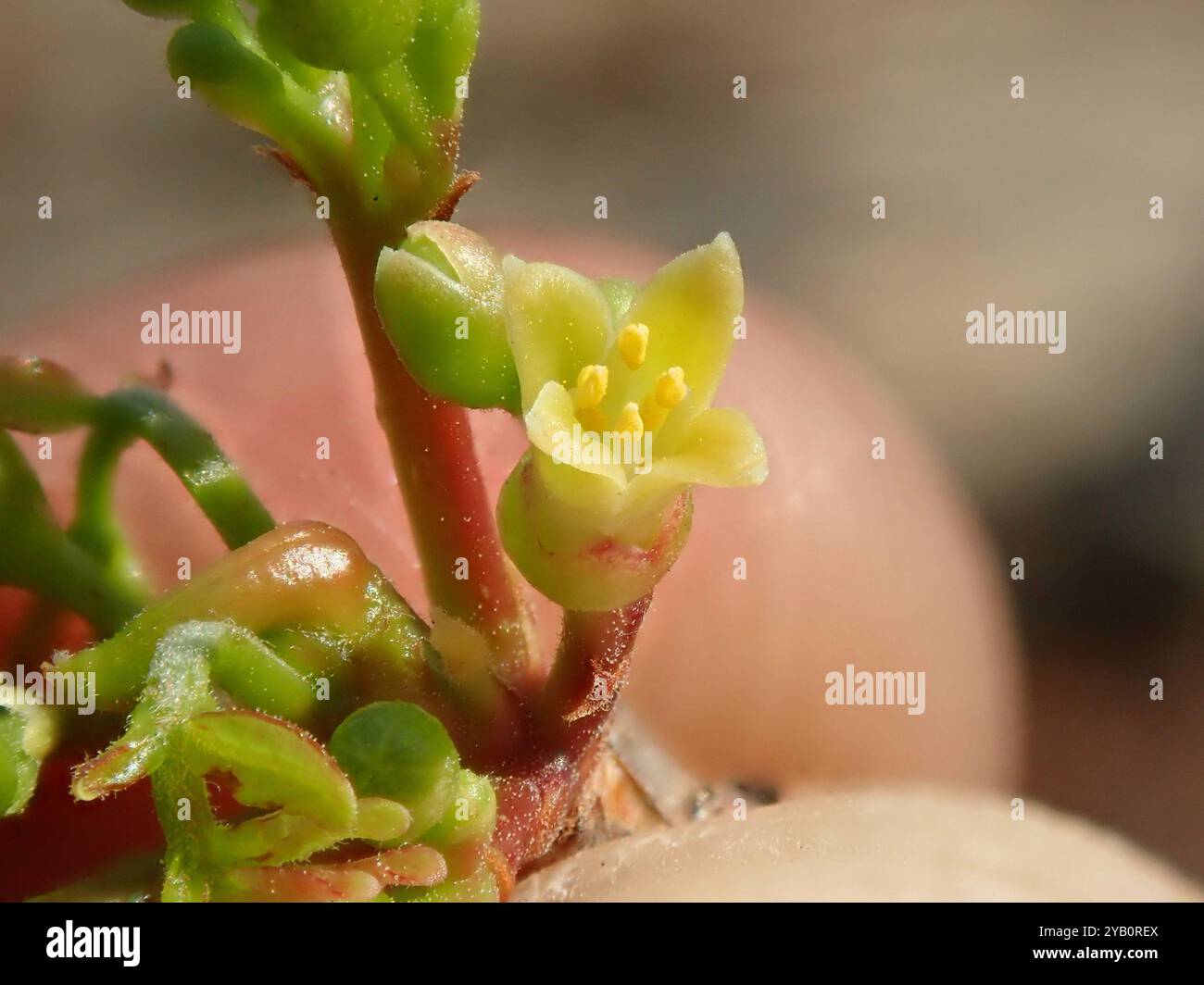 imburana (Commiphora leptophloeos) Plantae Stock Photo - Alamy