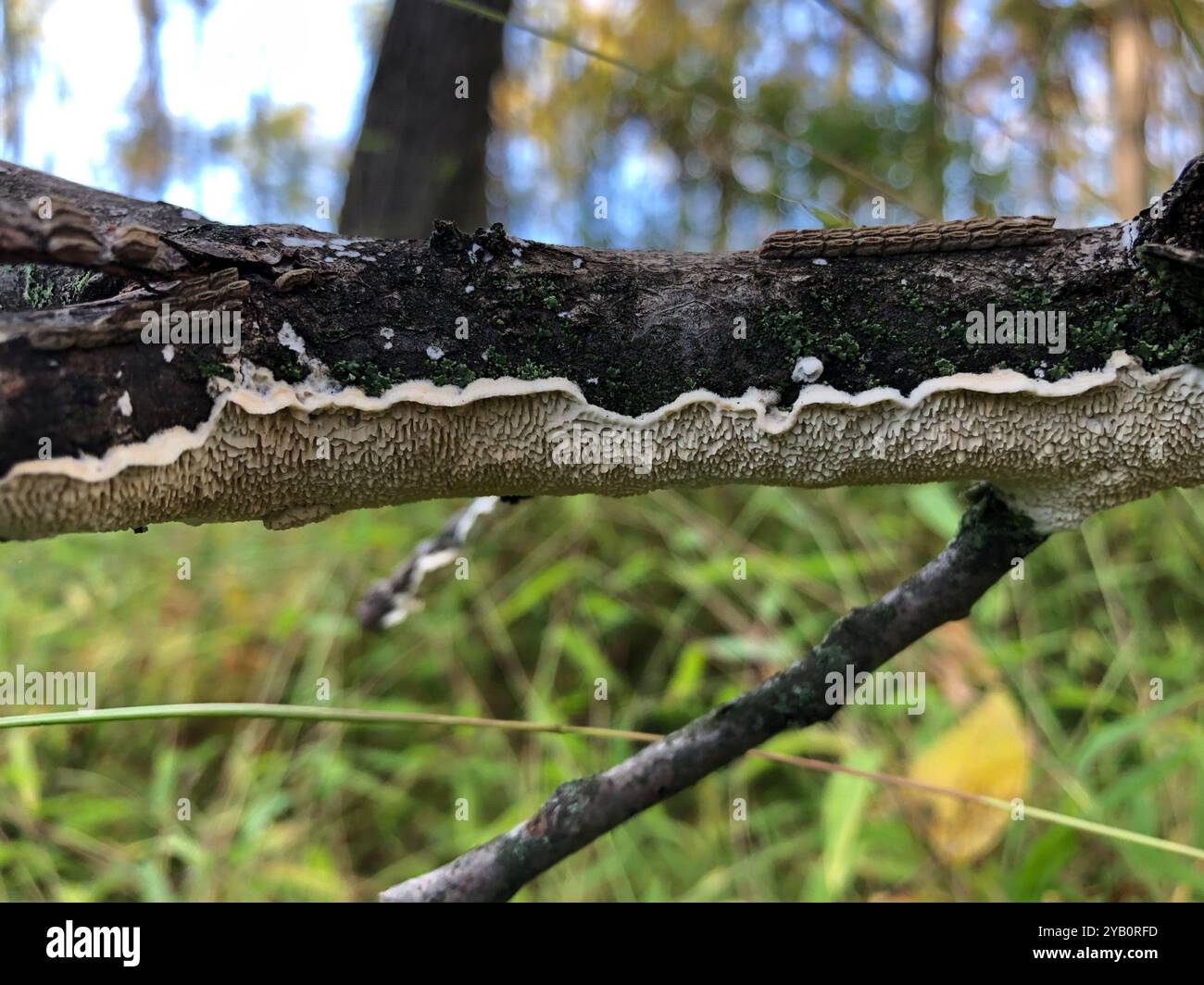 Milk-white Toothed Polypore (Irpex lacteus) Fungi Stock Photo - Alamy