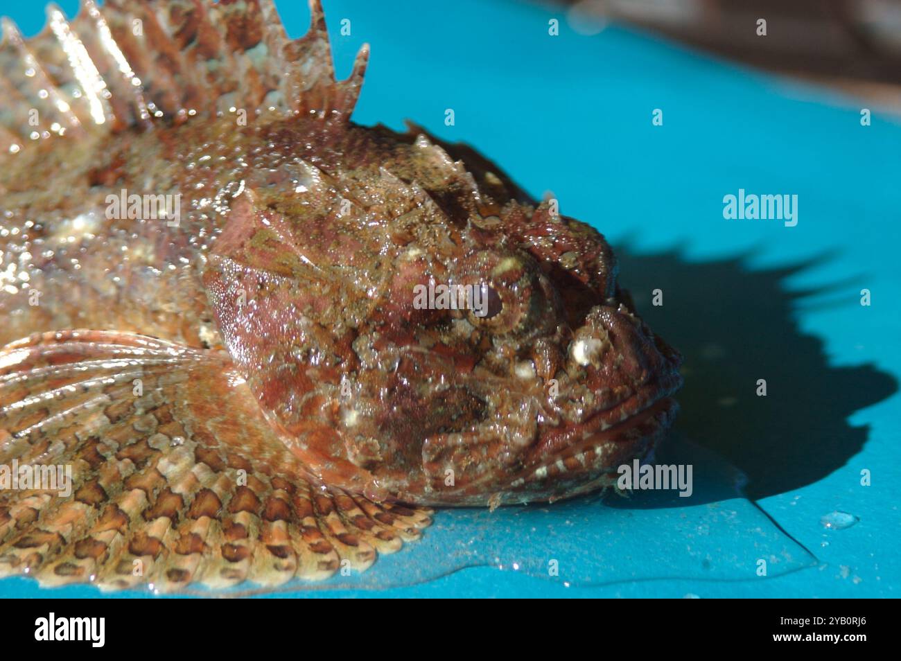 California Scorpionfish (Scorpaena guttata) Actinopterygii Stock Photo ...