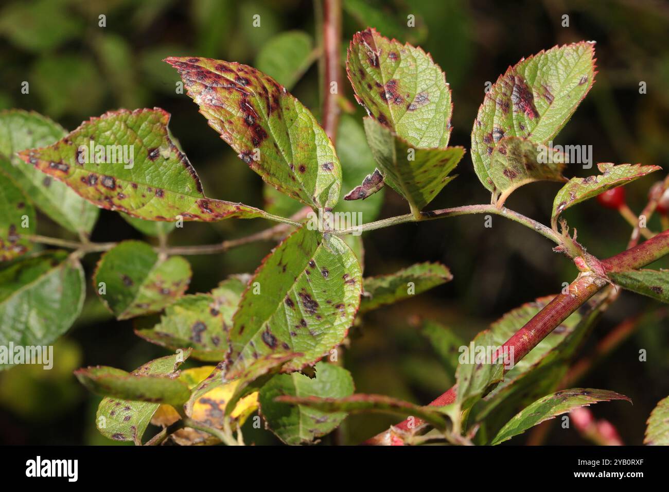multiflora rose (Rosa multiflora) Plantae Stock Photo - Alamy