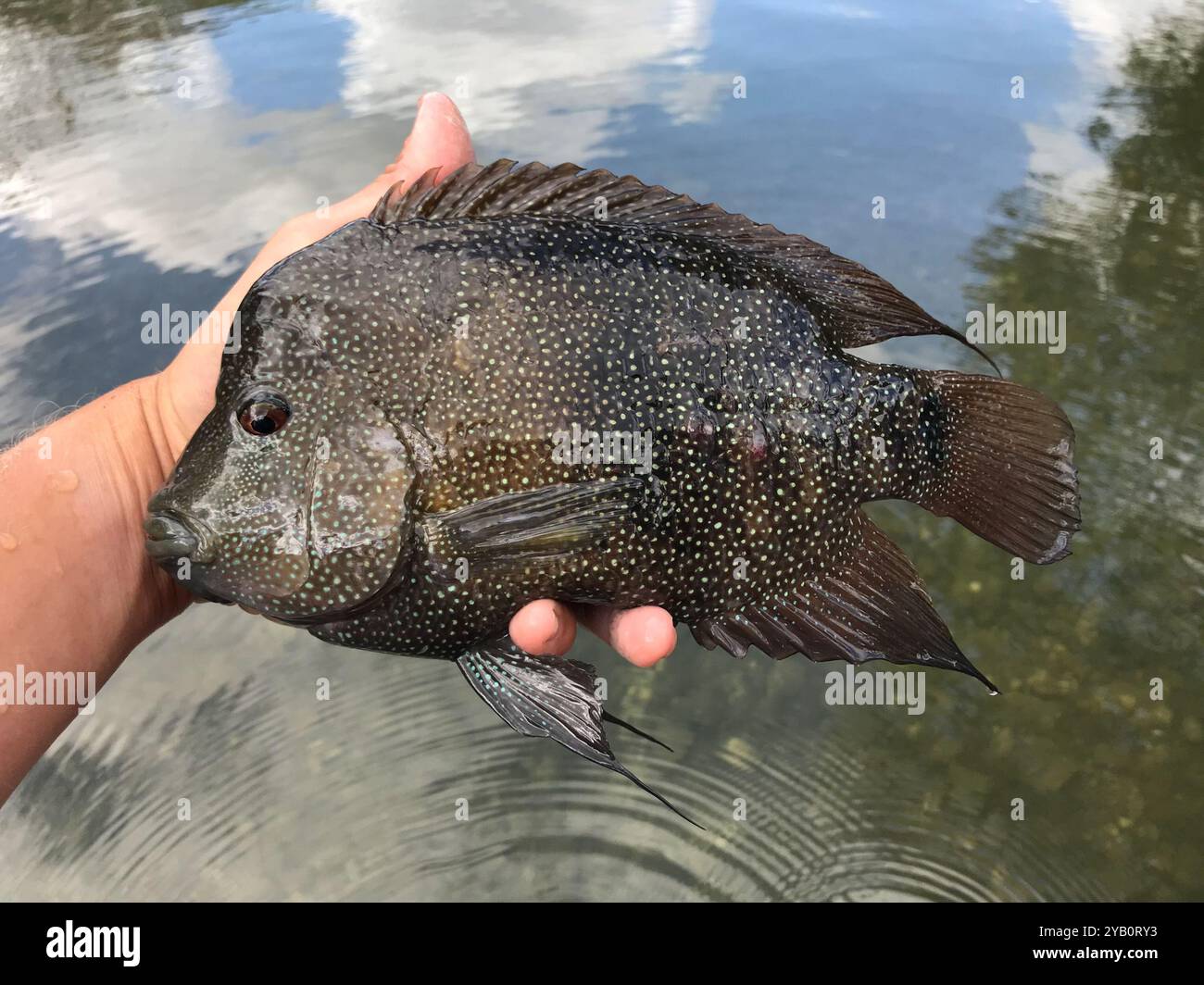 Texas Cichlid (Herichthys cyanoguttatus) Actinopterygii Stock Photo - Alamy