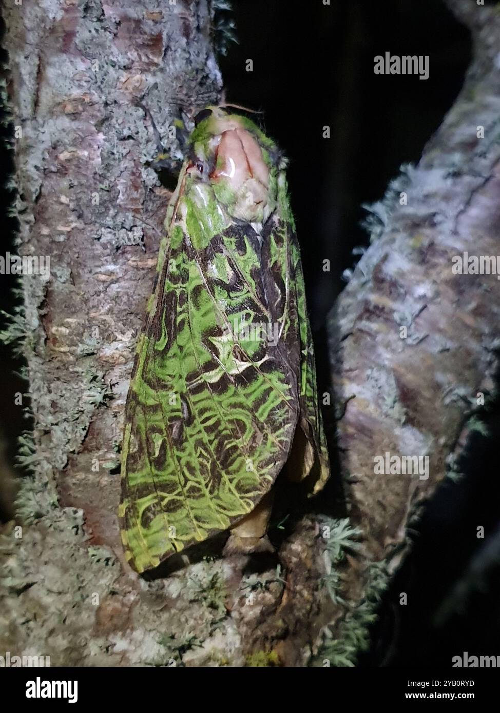 Puriri moth (Aenetus virescens) Insecta Stock Photo - Alamy