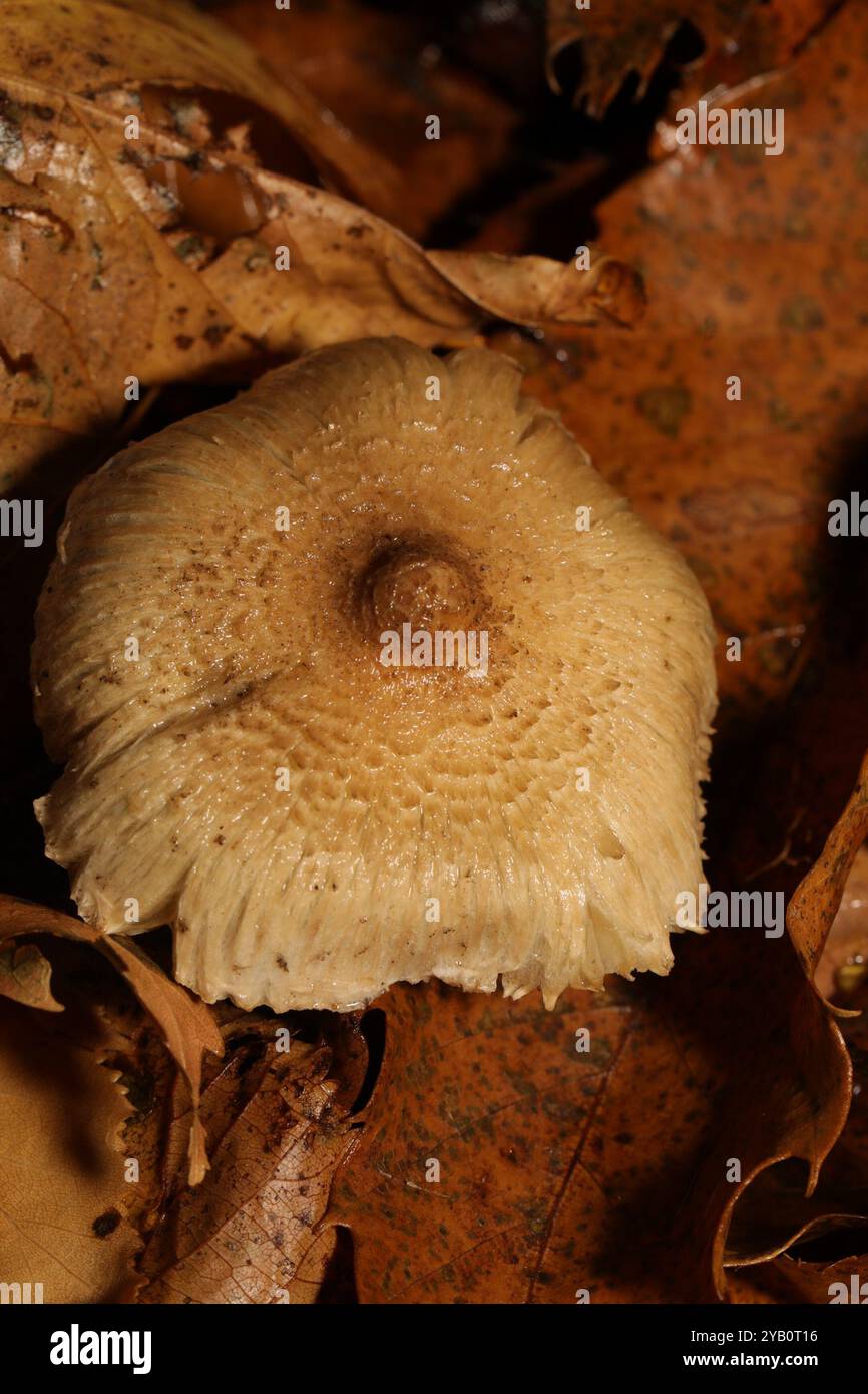 Weeping widow fungi hi-res stock photography and images - Alamy
