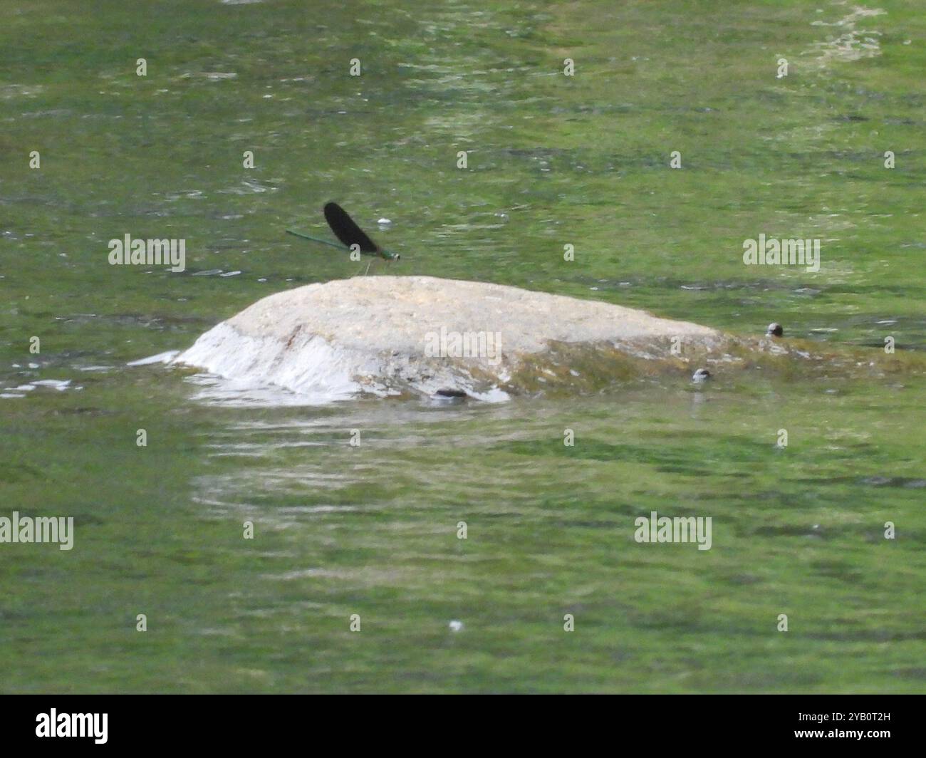Neurobasis chinensis chinensis hi-res stock photography and images - Alamy