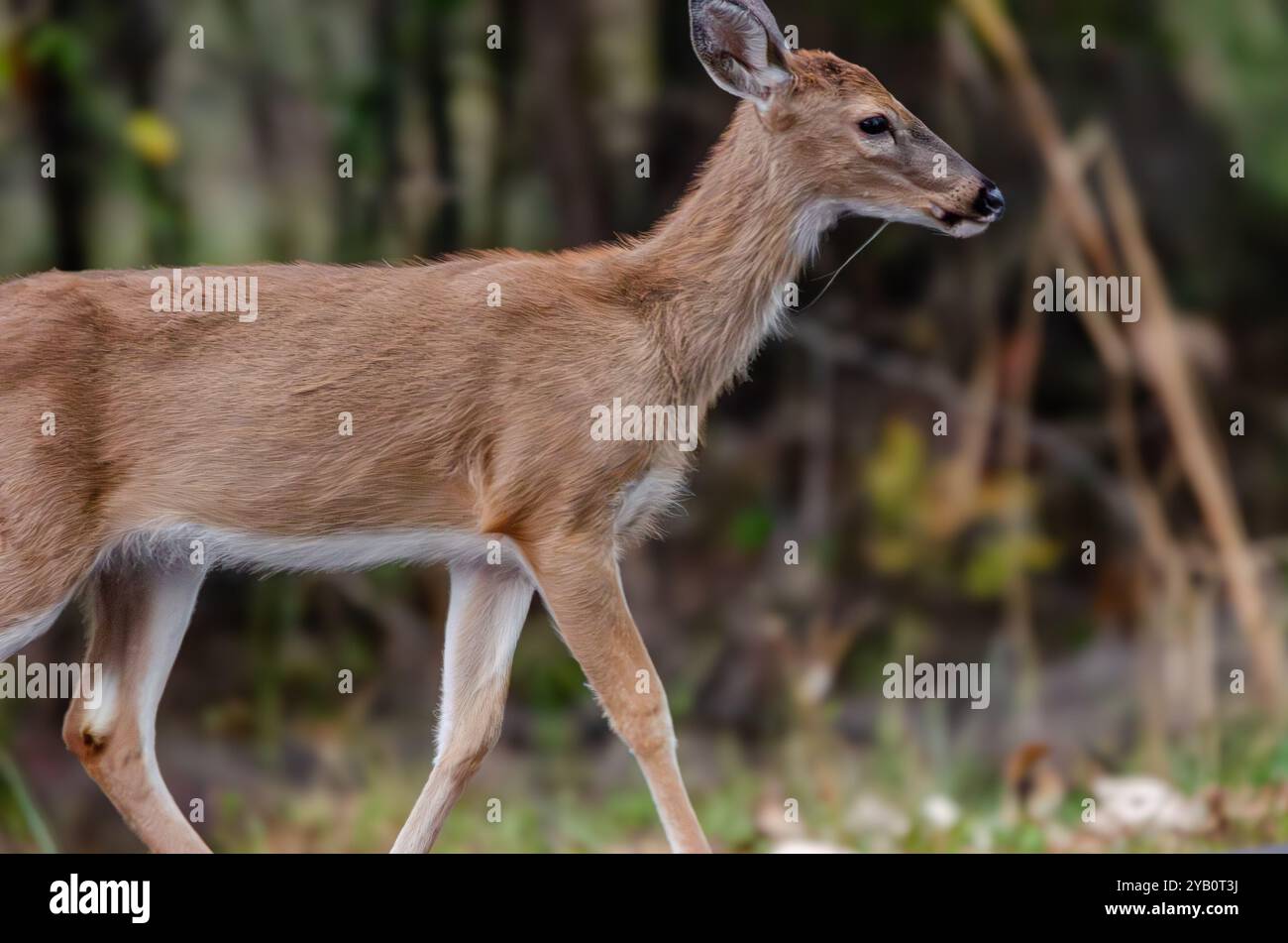 White taill country hi-res stock photography and images - Alamy