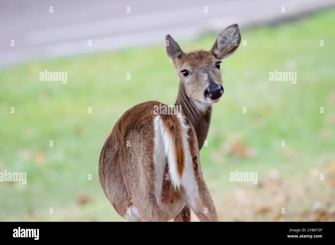 Black tail doe hi-res stock photography and images - Alamy