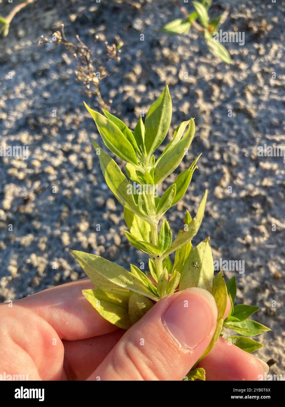 vascular plants (Tracheophyta) Plantae Stock Photo - Alamy