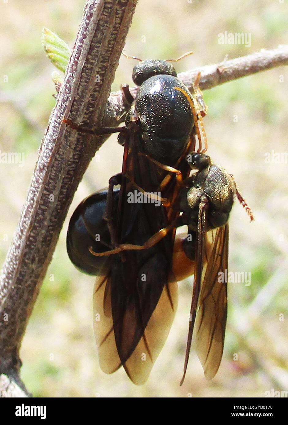 African Thief Ant (Carebara vidua) Insecta Stock Photo - Alamy