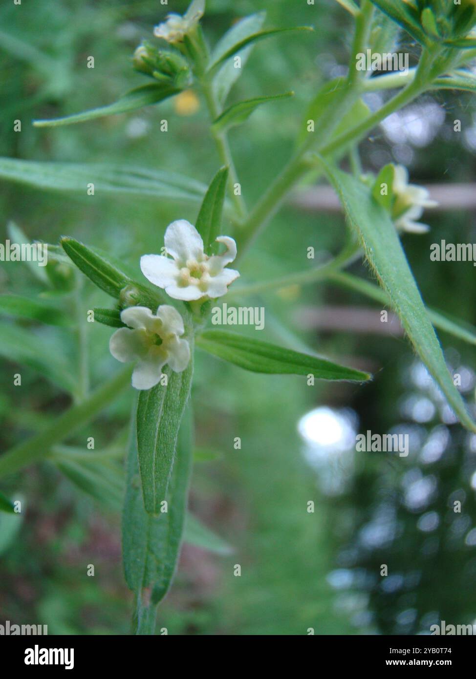 Common Gromwell (Lithospermum officinale) Plantae Stock Photo - Alamy