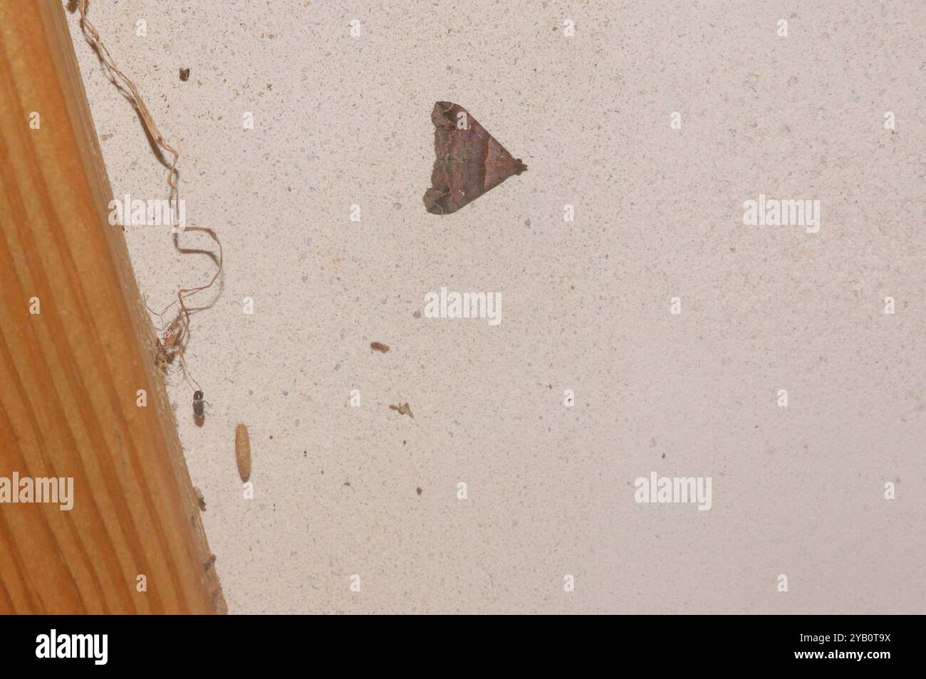 Ambiguous Moth (Lascoria ambigualis) Insecta Stock Photo - Alamy