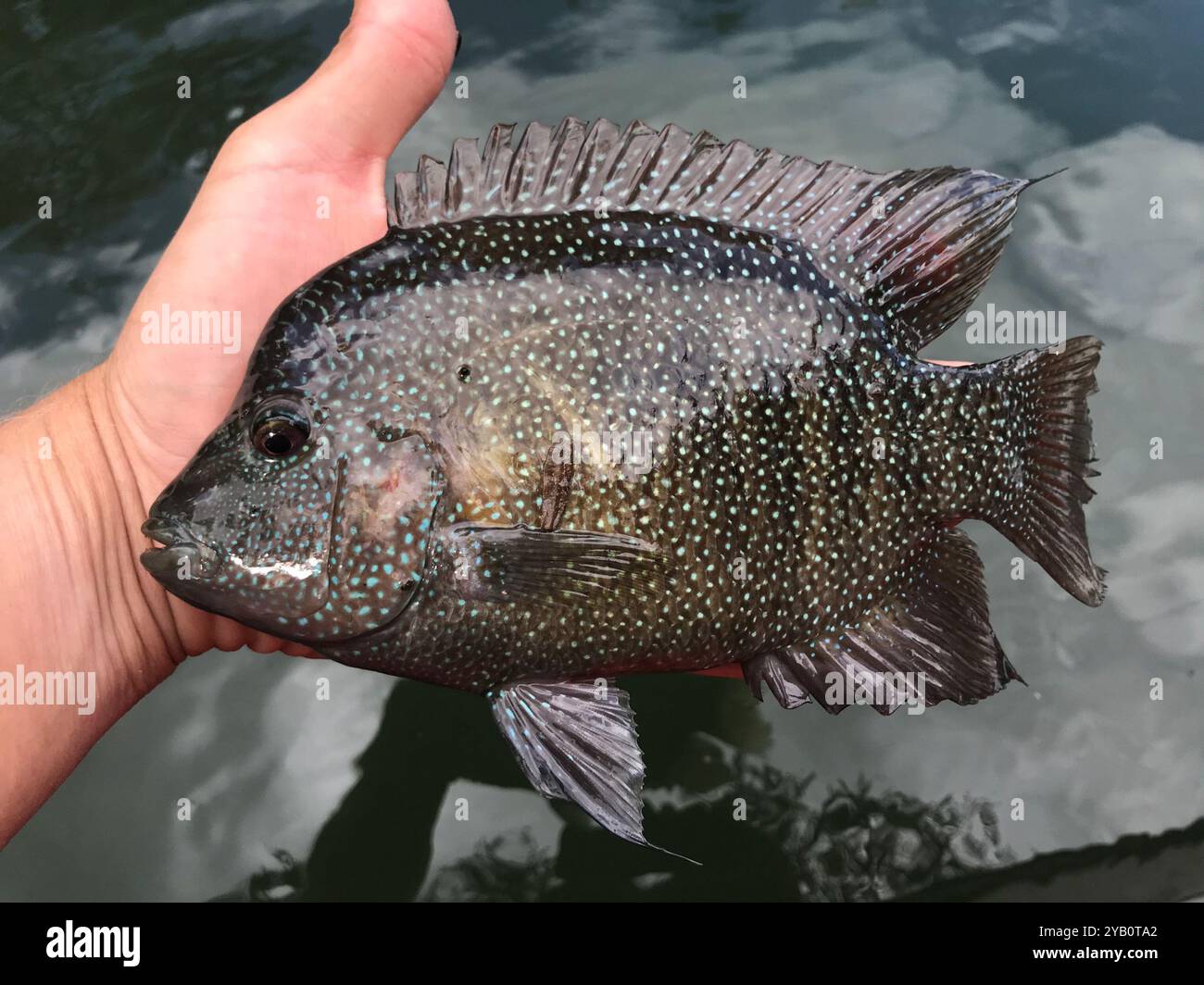 Texas Cichlid (Herichthys cyanoguttatus) Actinopterygii Stock Photo - Alamy