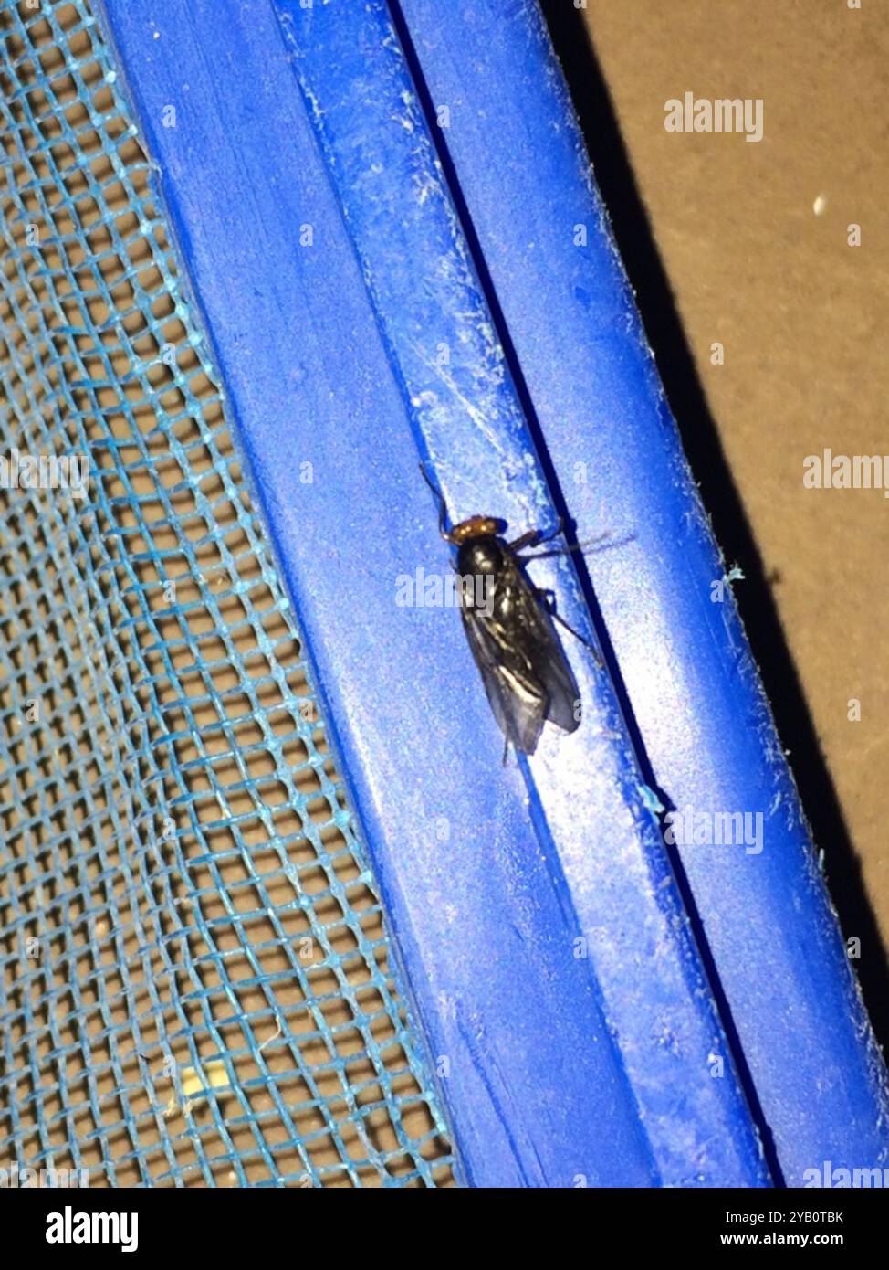 Sugarcane Soldier Fly (Inopus rubriceps) Insecta Stock Photo - Alamy