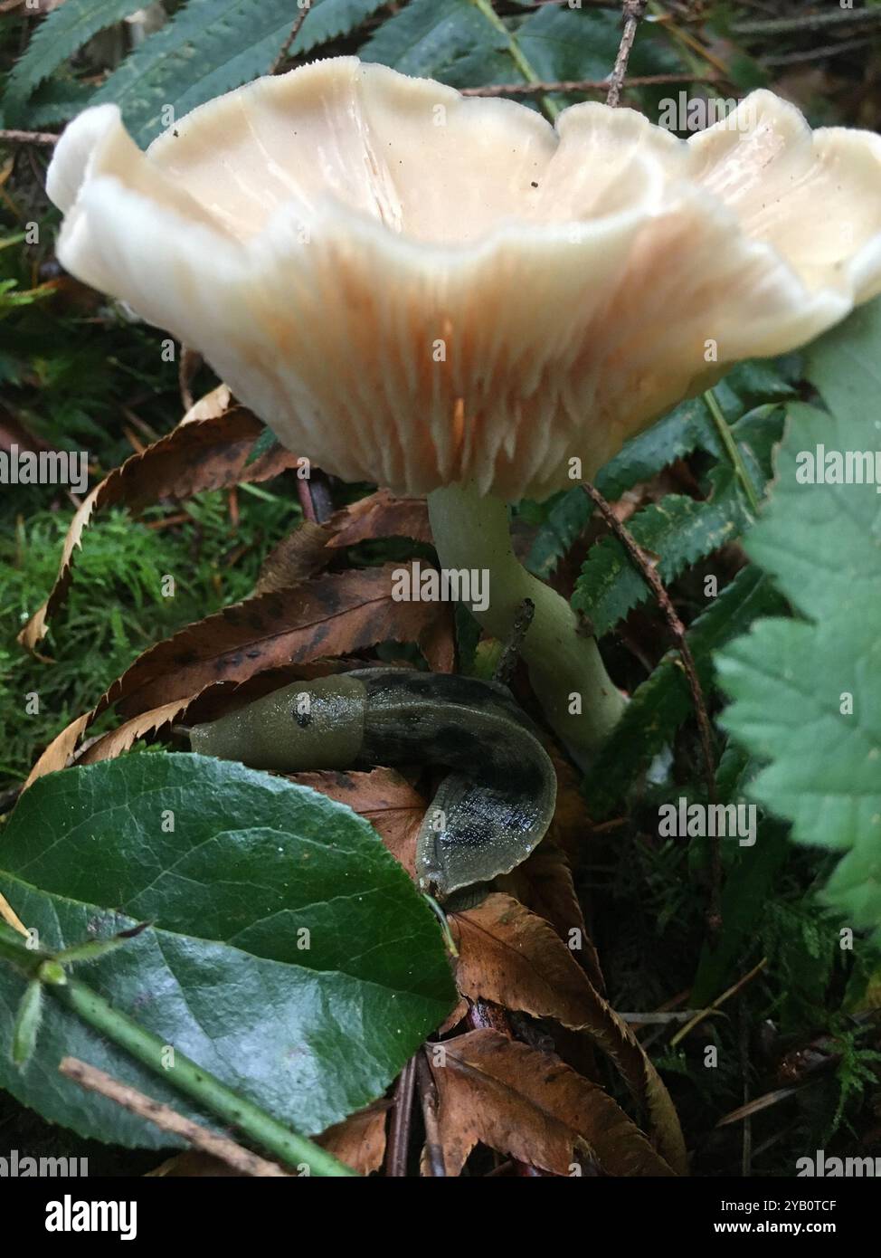 Common Funnel (Infundibulicybe gibba) Fungi Stock Photo - Alamy