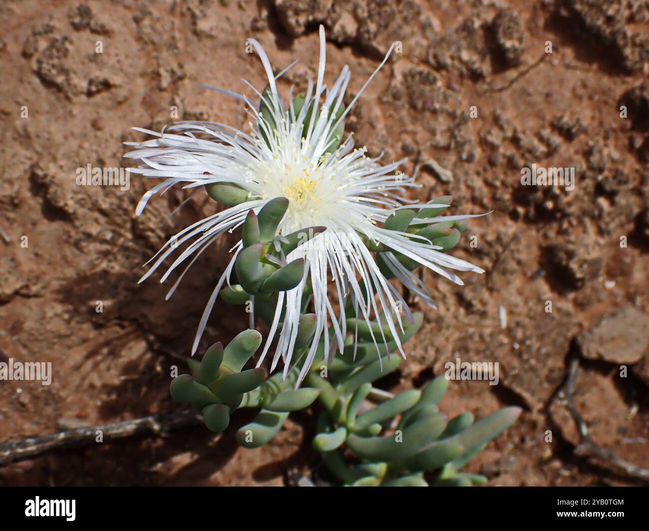 Stone plants (Aizoaceae) Plantae Stock Photo - Alamy