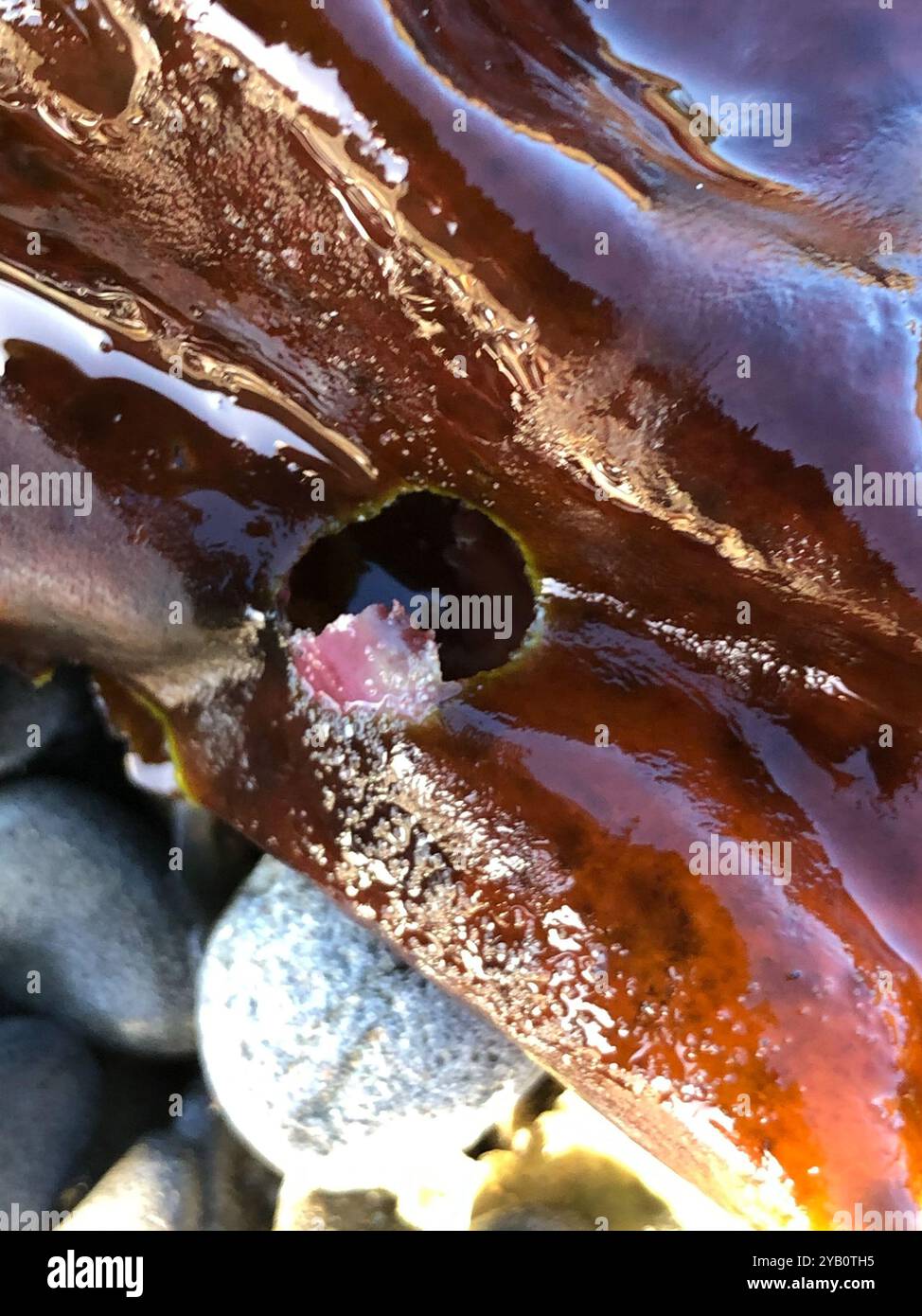 red algae (Rhodophyta) Plantae Stock Photo - Alamy