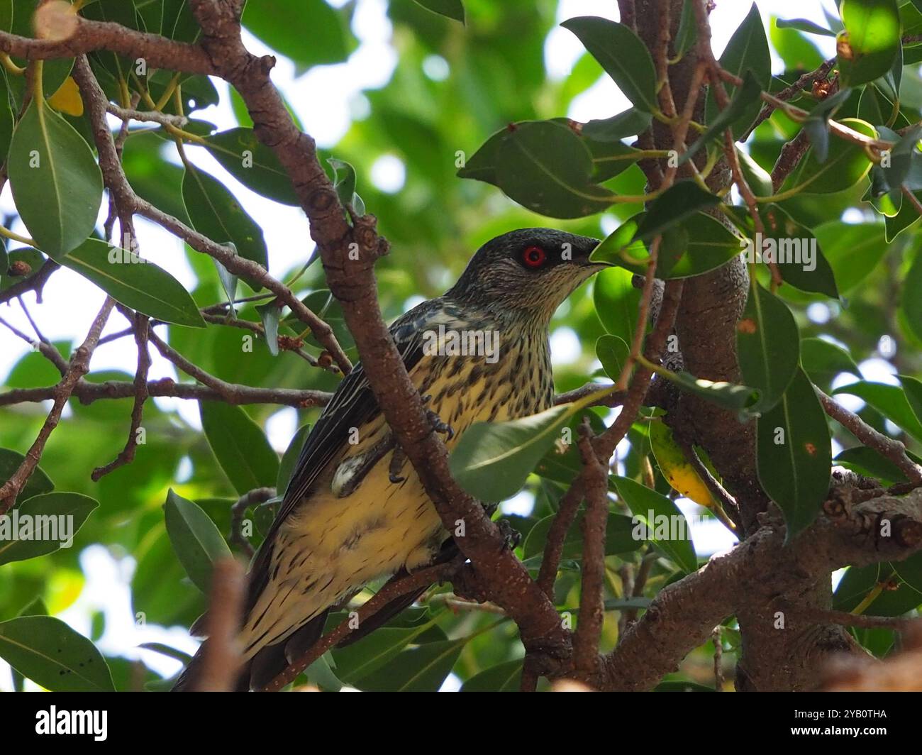 Asian Glossy Starling (Aplonis panayensis) Aves Stock Photo - Alamy