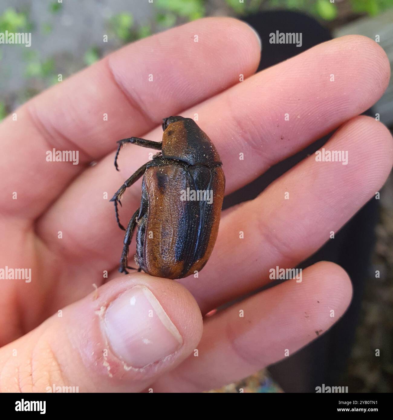 Cowboy Beetle (Chondropyga dorsalis) Insecta Stock Photo - Alamy