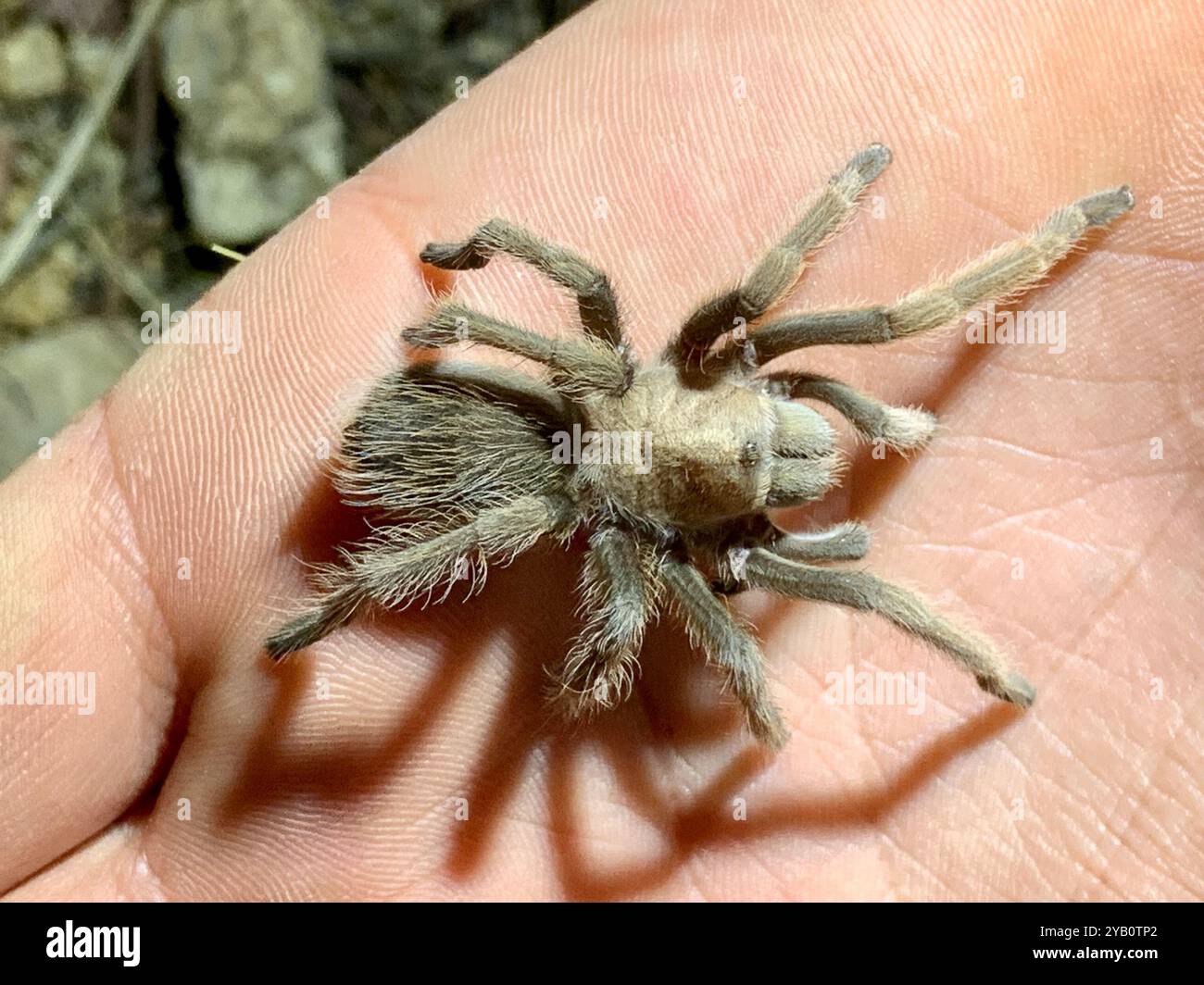 Desert Blonde Tarantula (Aphonopelma chalcodes) Arachnida Stock Photo ...