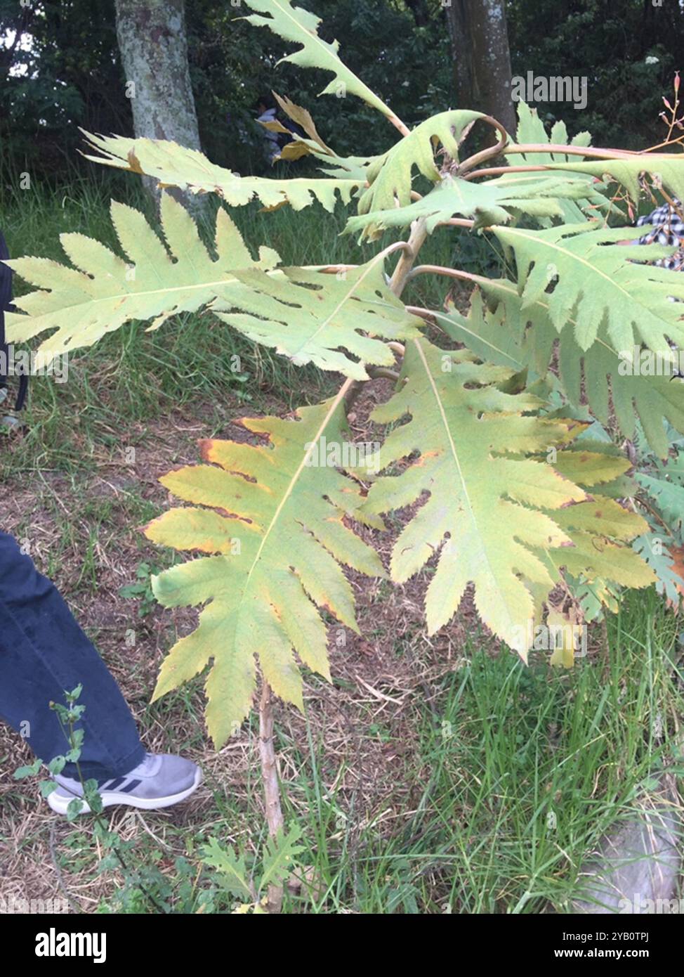 Parrotweed (Bocconia frutescens) Plantae Stock Photo - Alamy