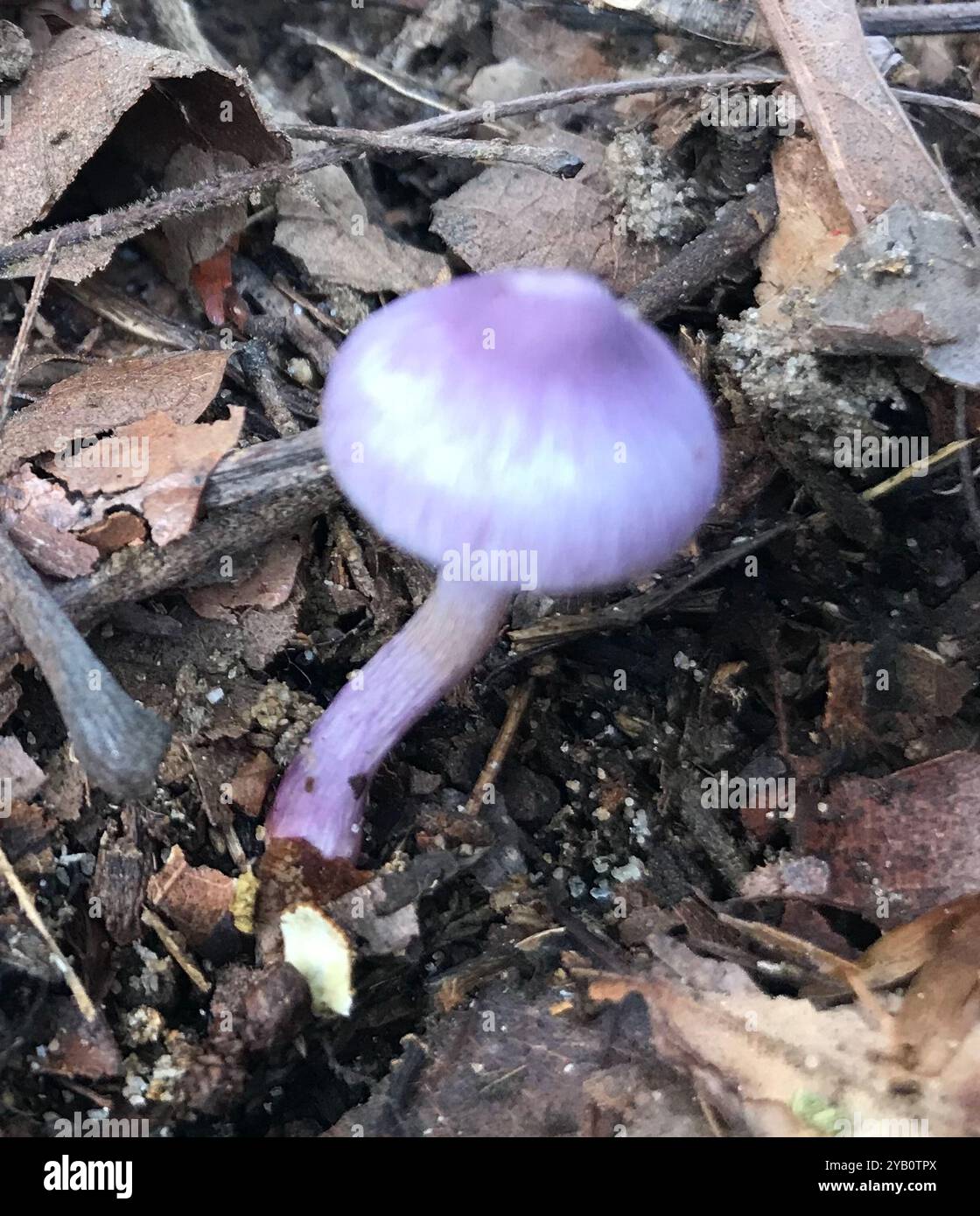 Inocybe lilacina hi-res stock photography and images - Alamy