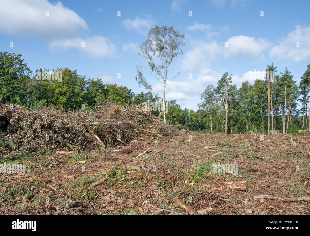 Lone tree left after deforestation hi-res stock photography and images ...
